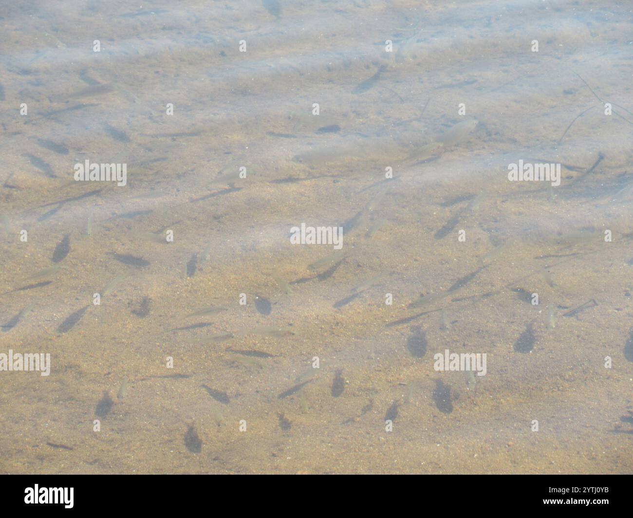 Ray-finned Fishes (Actinopterygii Stock Photo - Alamy