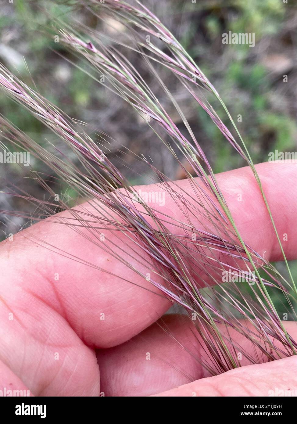 Purple Threeawn (Aristida purpurea Stock Photo - Alamy