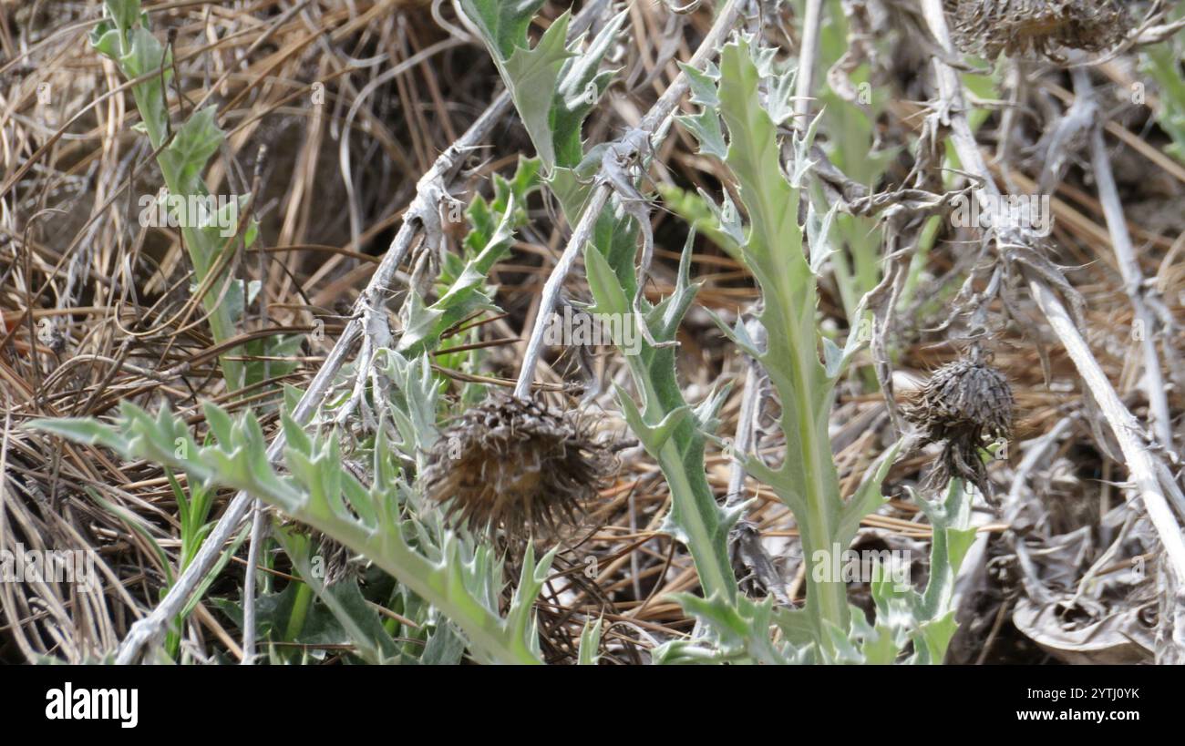 wavyleaf thistle (Cirsium undulatum Stock Photo - Alamy