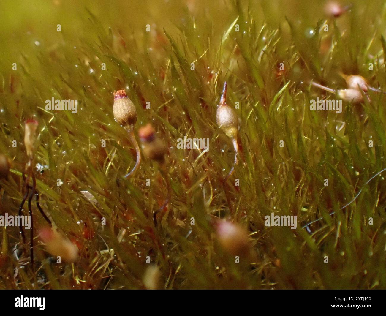 Sharp-leaved Blindia (Blindia acuta Stock Photo - Alamy