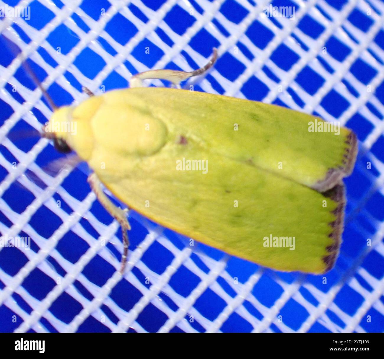 Spiny bollworm hi-res stock photography and images - Alamy