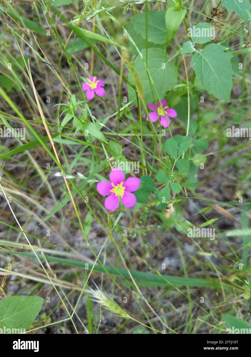 Meadow Pink (Sabatia campestris Stock Photo - Alamy