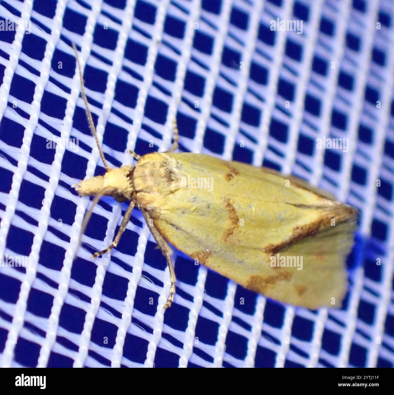 Common Yellow Conch (Agapeta hamana Stock Photo - Alamy