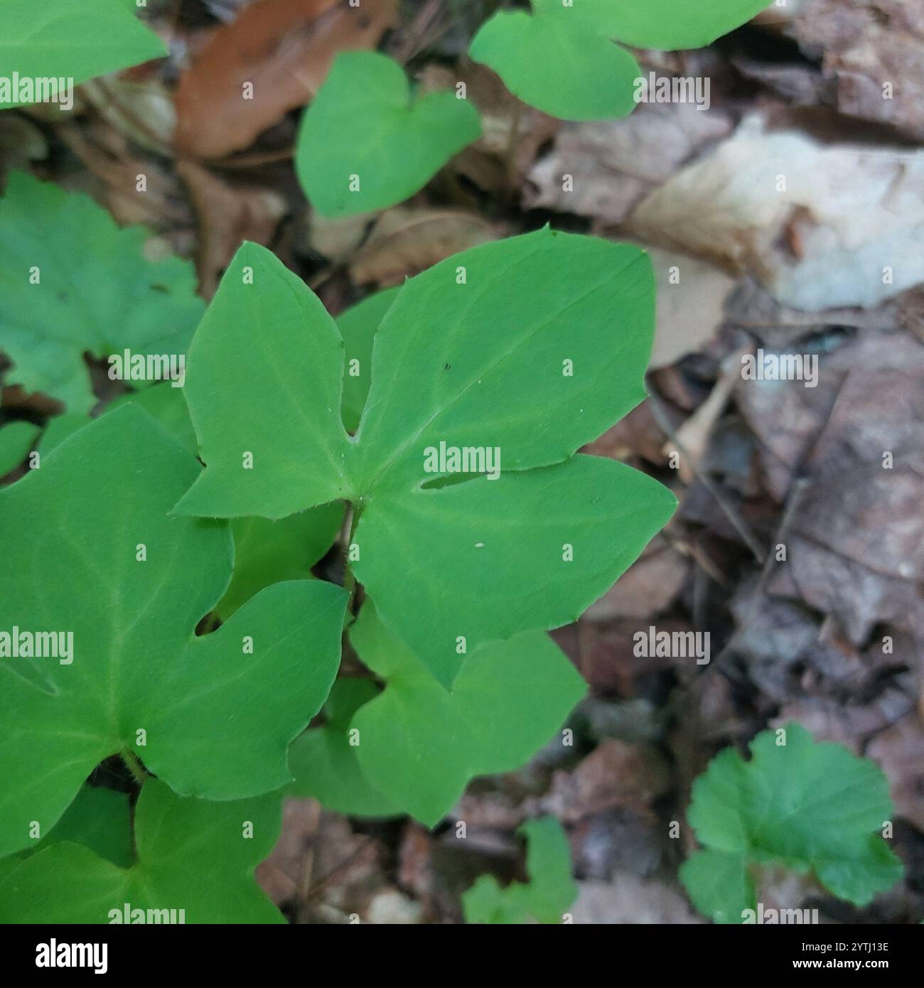 rattlesnake roots (Nabalus Stock Photo - Alamy