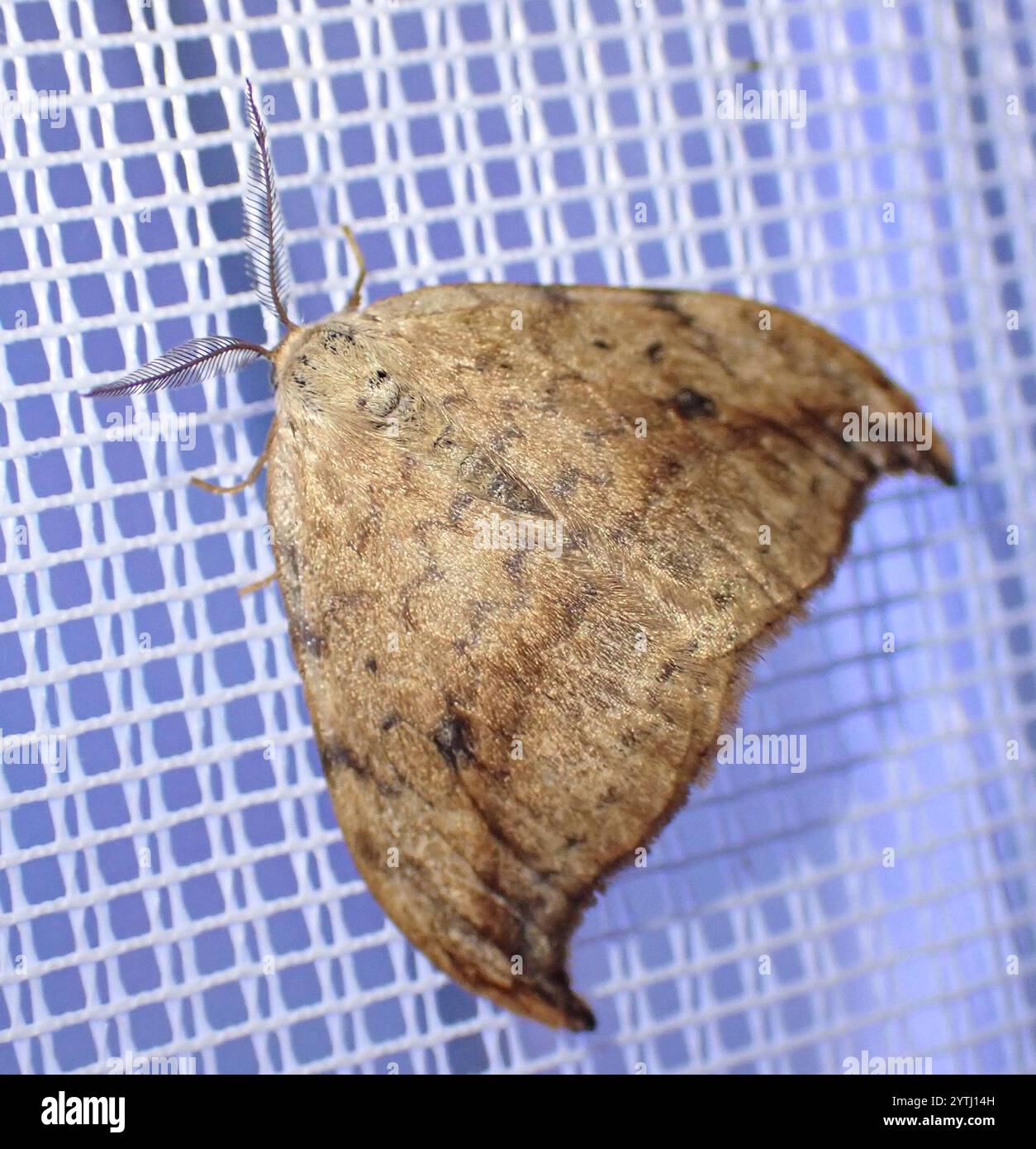 Pebble Hook-tip (Drepana falcataria Stock Photo - Alamy