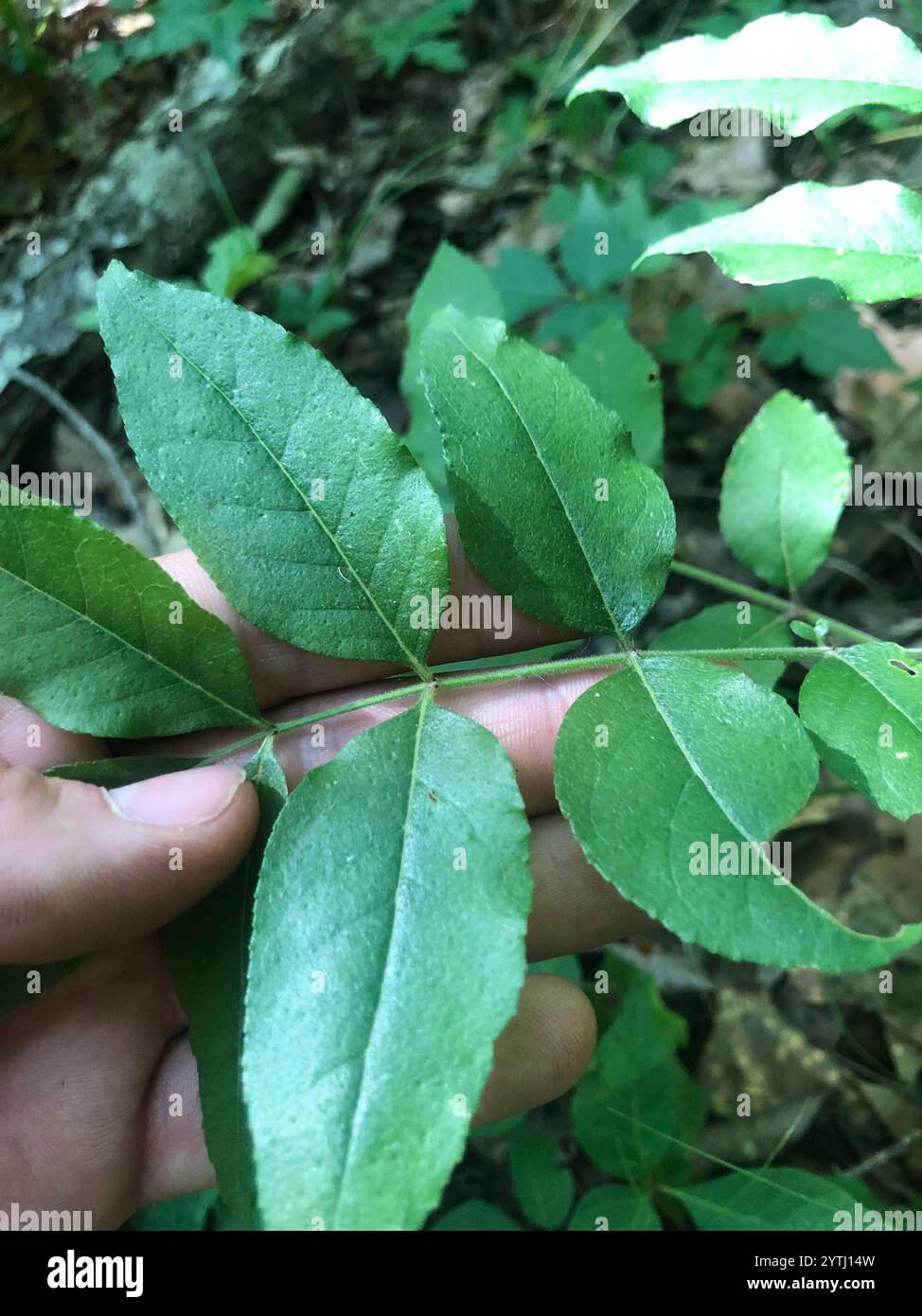 Hercules' club (Zanthoxylum clava-herculis Stock Photo - Alamy