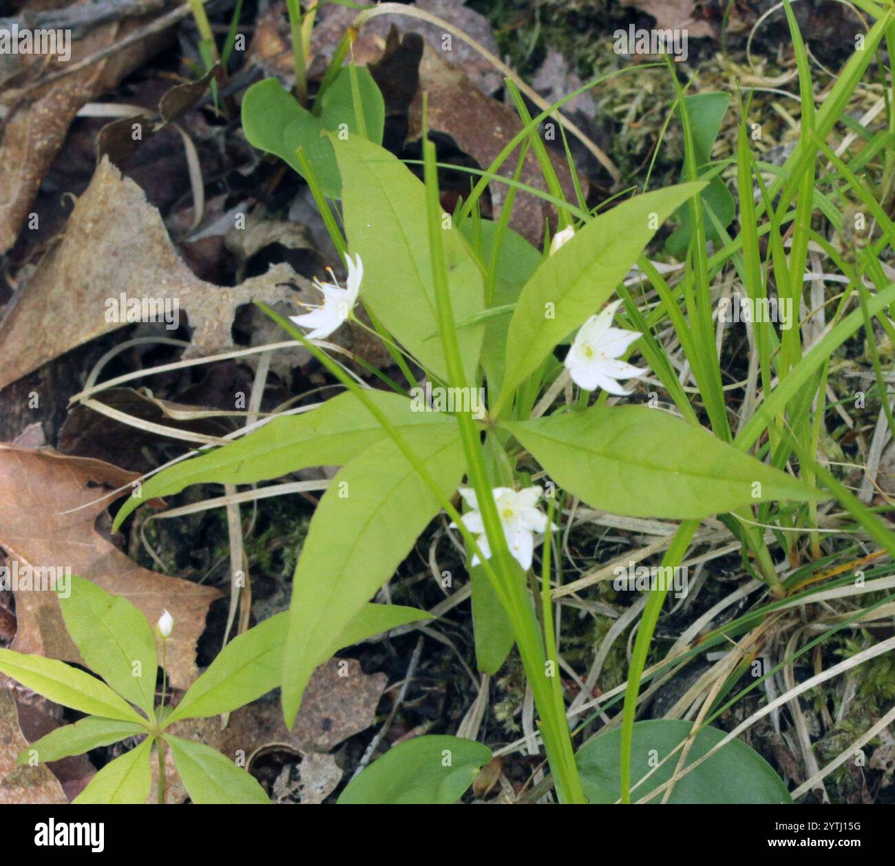 northern starflower (Lysimachia borealis Stock Photo - Alamy