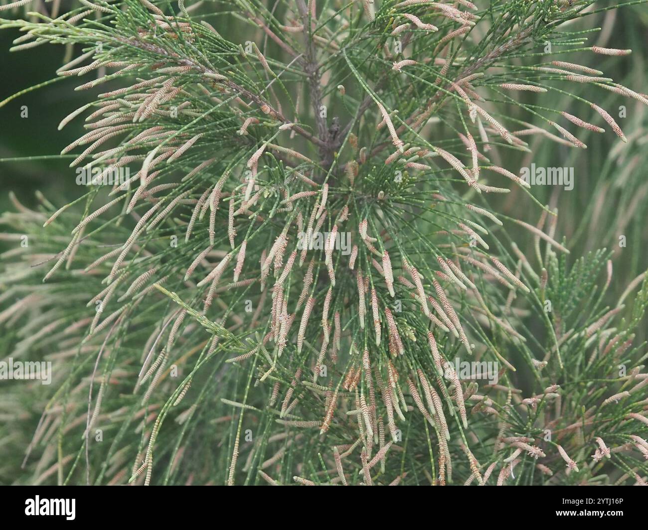 Beach Sheoak (Casuarina equisetifolia Stock Photo - Alamy