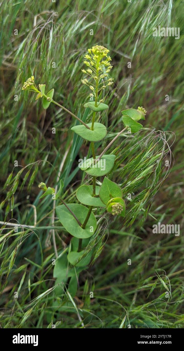 clasping pepperweed (Lepidium perfoliatum Stock Photo - Alamy