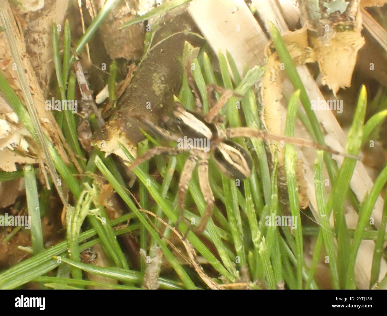 Common fox spider hi-res stock photography and images - Alamy