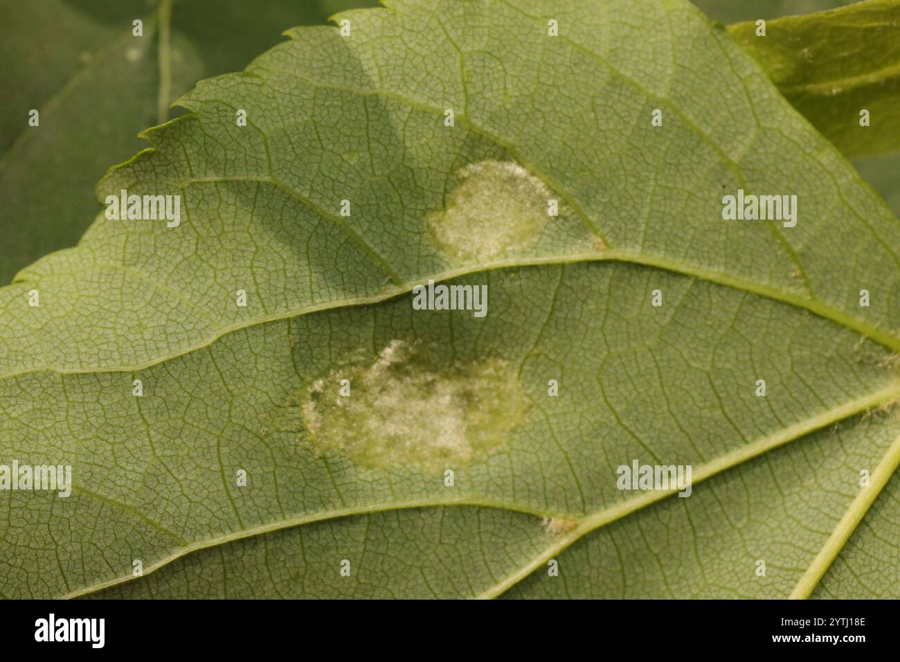 Lime felt gall mite hi-res stock photography and images - Alamy