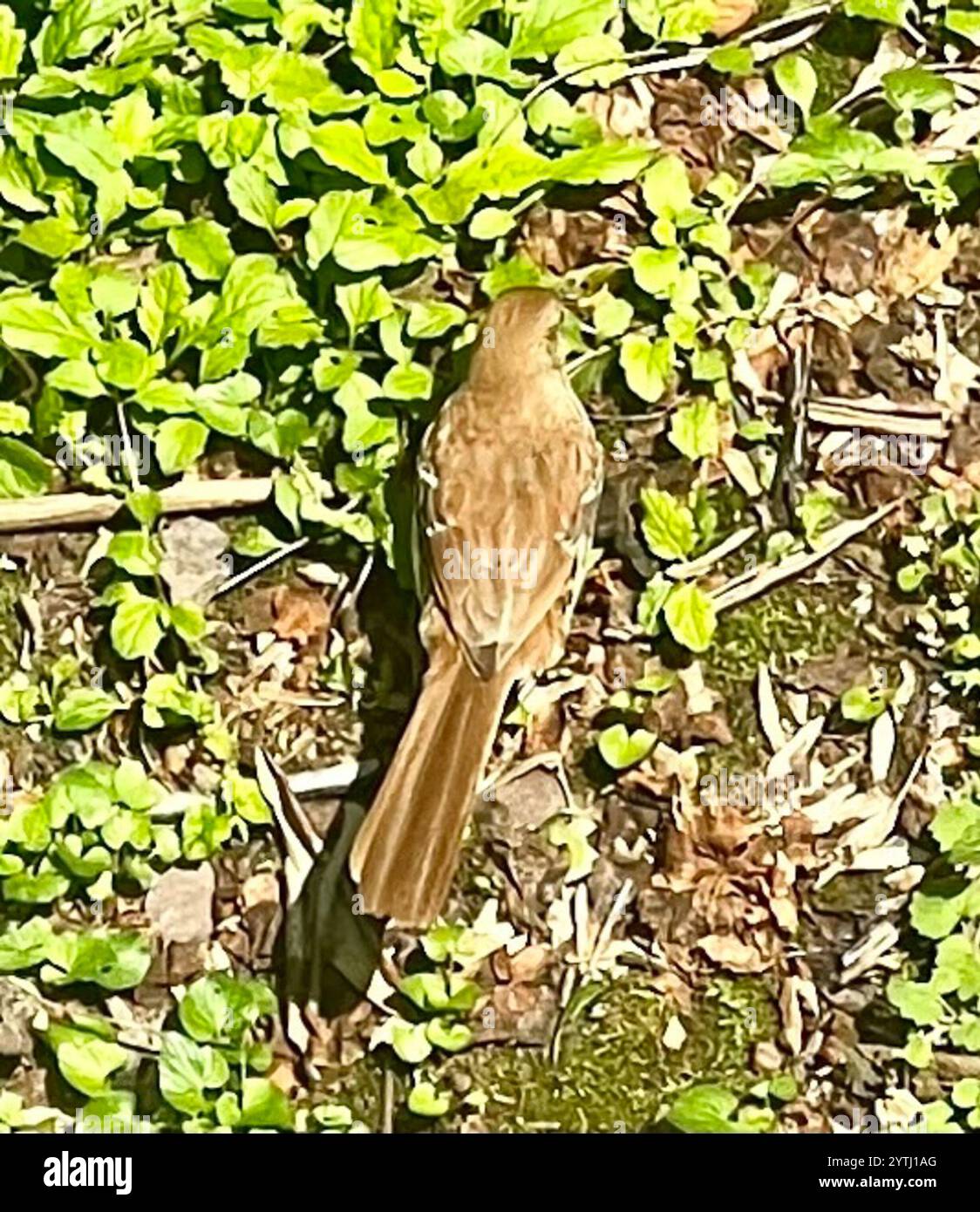 Brown Thrasher (Toxostoma rufum Stock Photo - Alamy