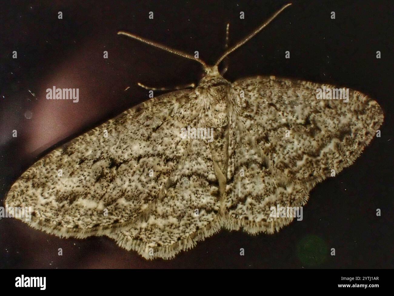 Small Engrailed (Ectropis crepuscularia Stock Photo - Alamy