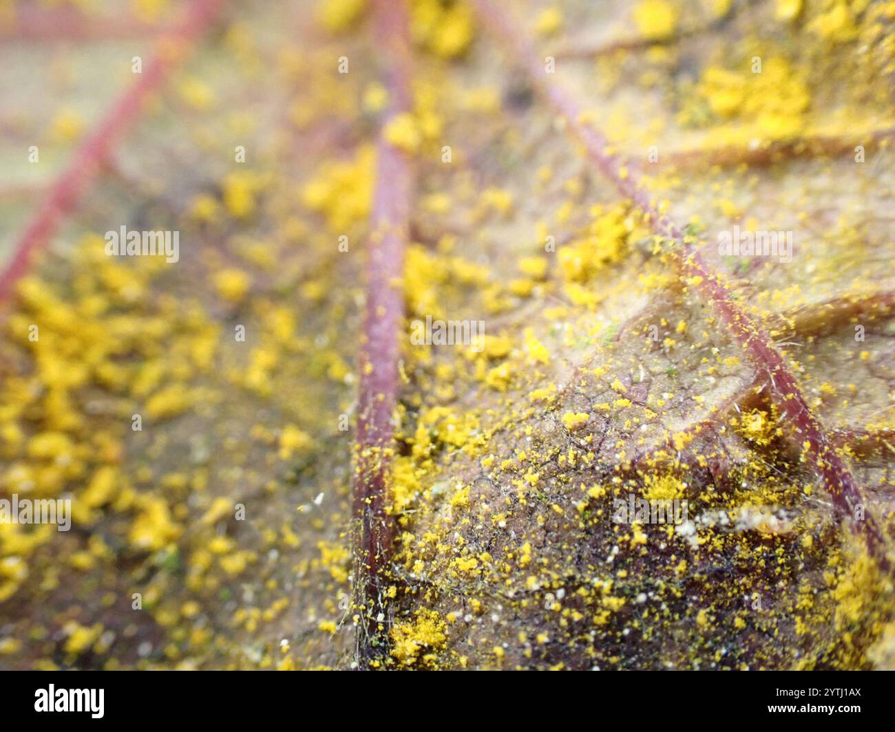 Red Raspberry Yellow Rust (Phragmidium rubi-idaei Stock Photo - Alamy