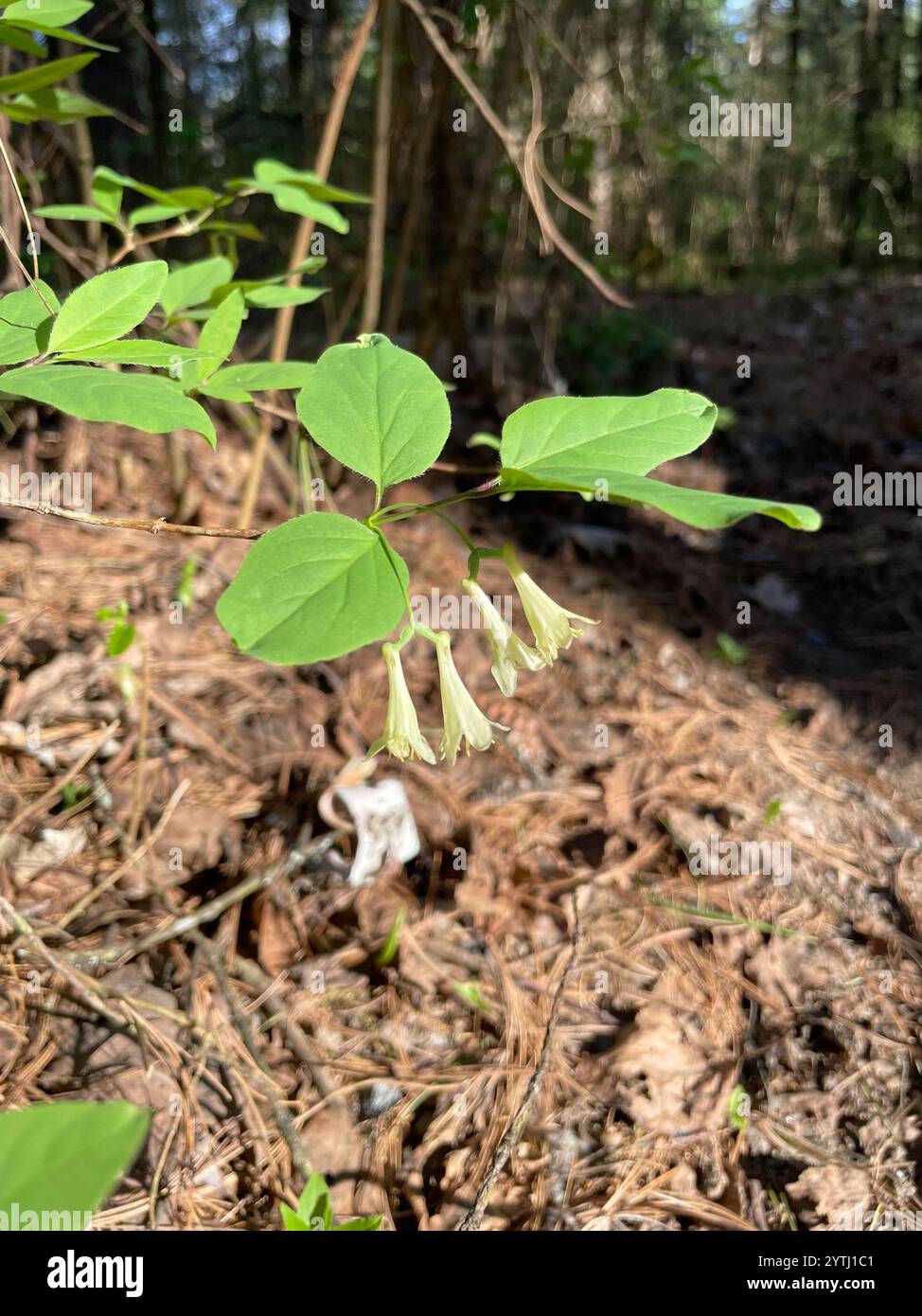 American fly-honeysuckle (Lonicera canadensis Stock Photo - Alamy