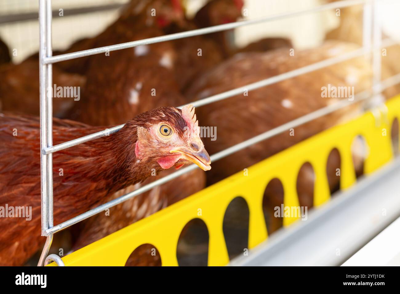 Photo of ISA Brown hen inside cage at poultry farm Stock Photo - Alamy