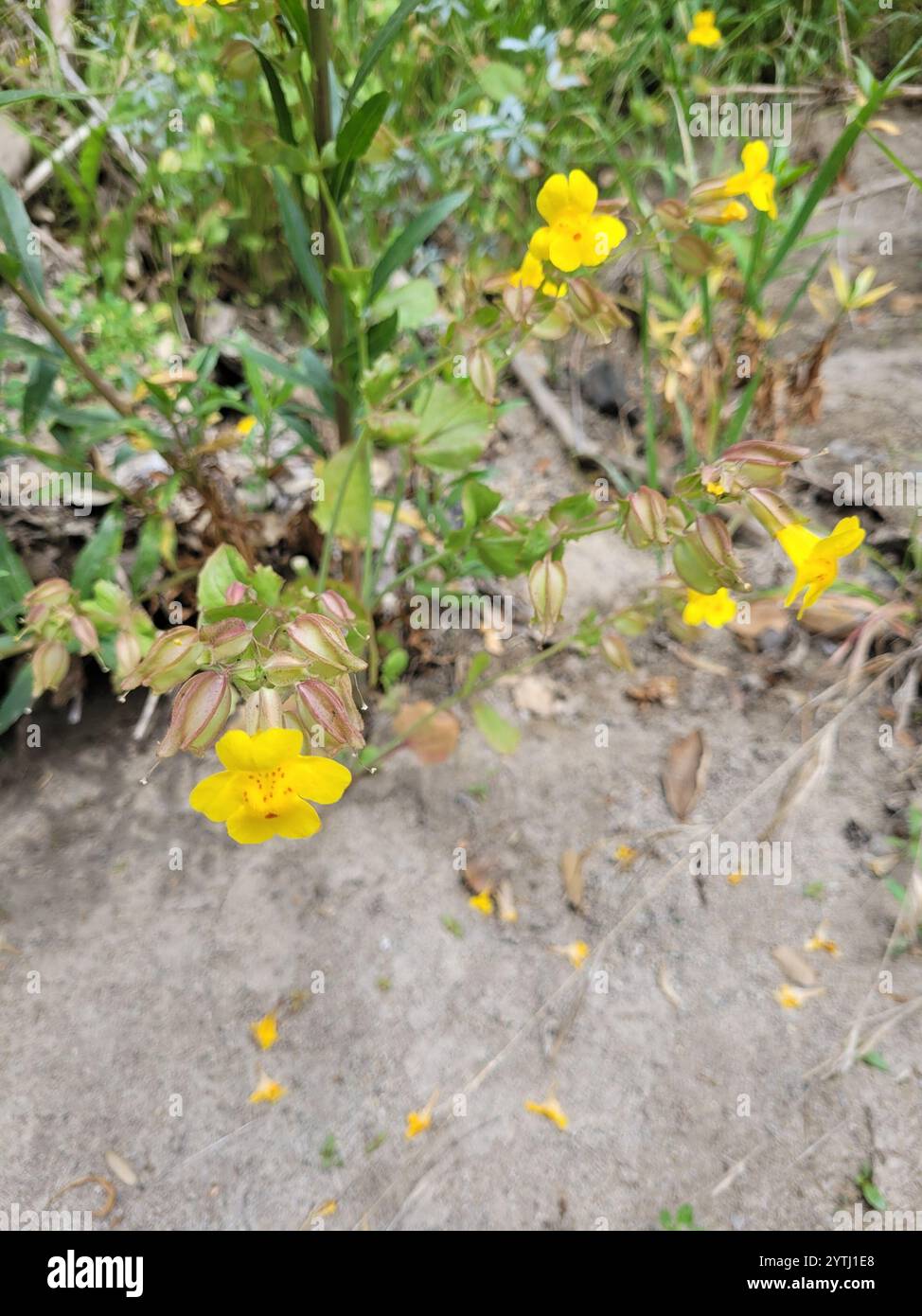 seep monkeyflower (Erythranthe guttata Stock Photo - Alamy