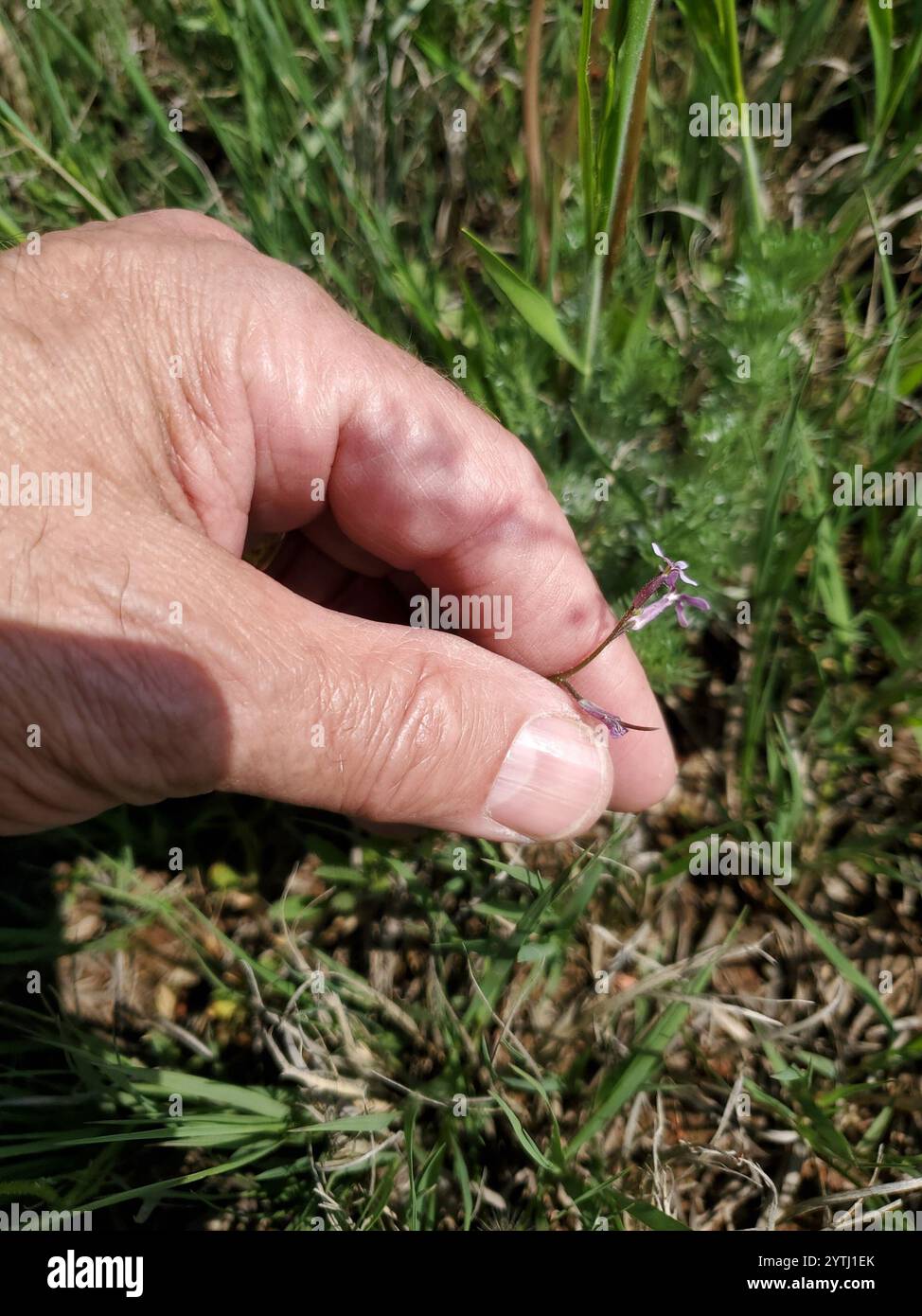 crossflower (Chorispora tenella Stock Photo - Alamy