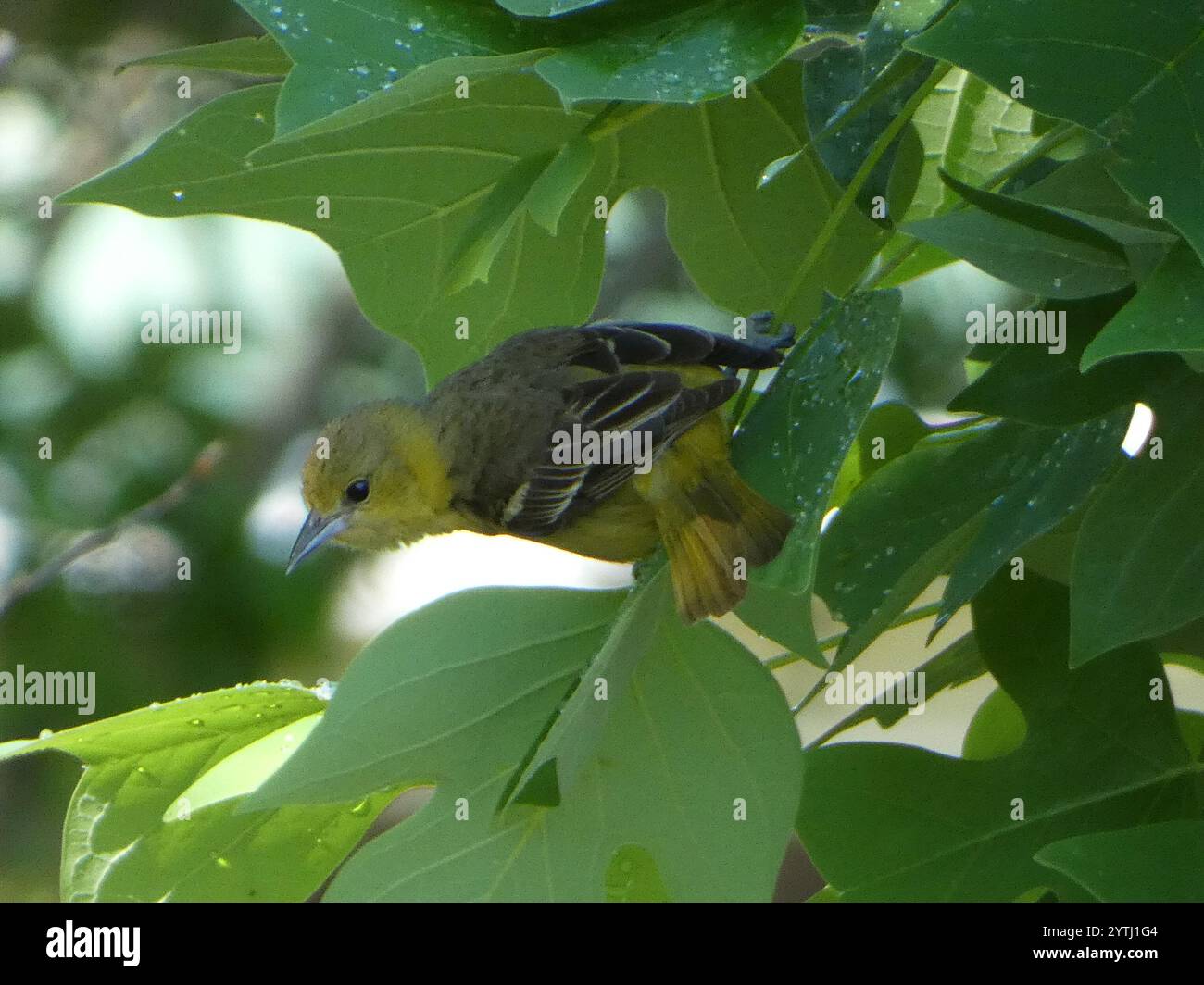 Orchard Oriole (Icterus spurius Stock Photo - Alamy