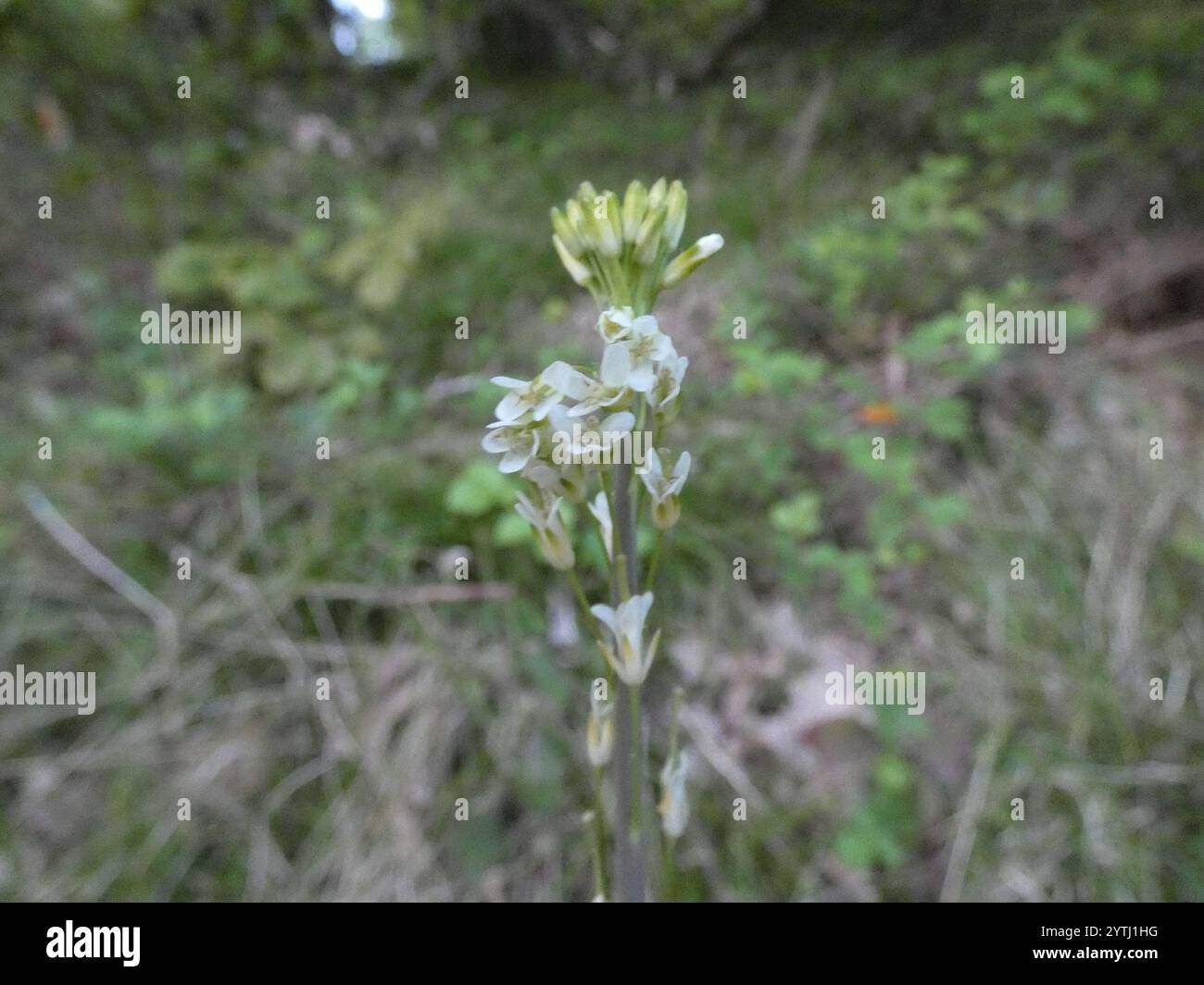 Tower Mustard (Turritis glabra Stock Photo - Alamy