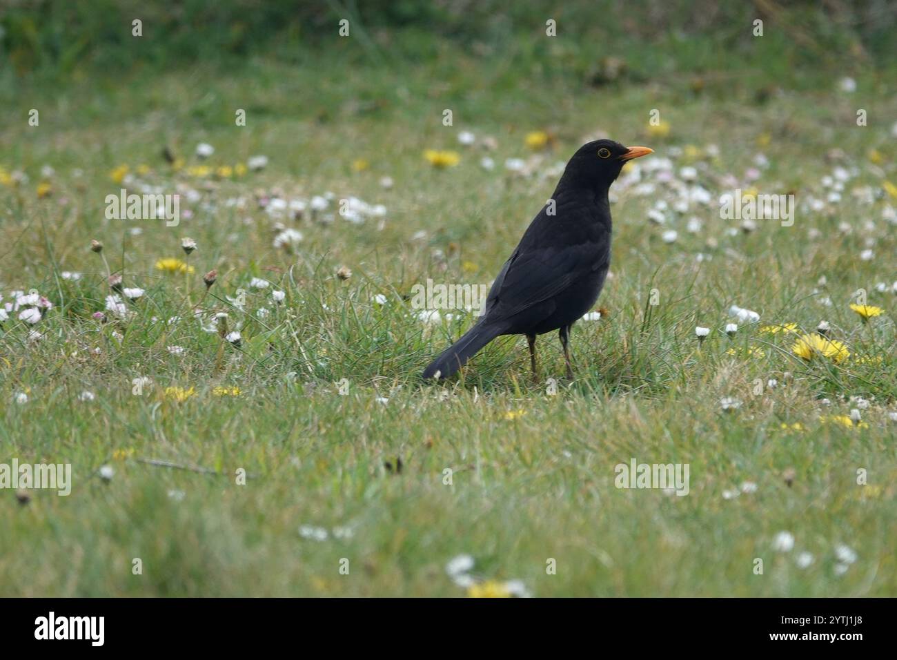 Western European Blackbird (Turdus merula merula Stock Photo - Alamy