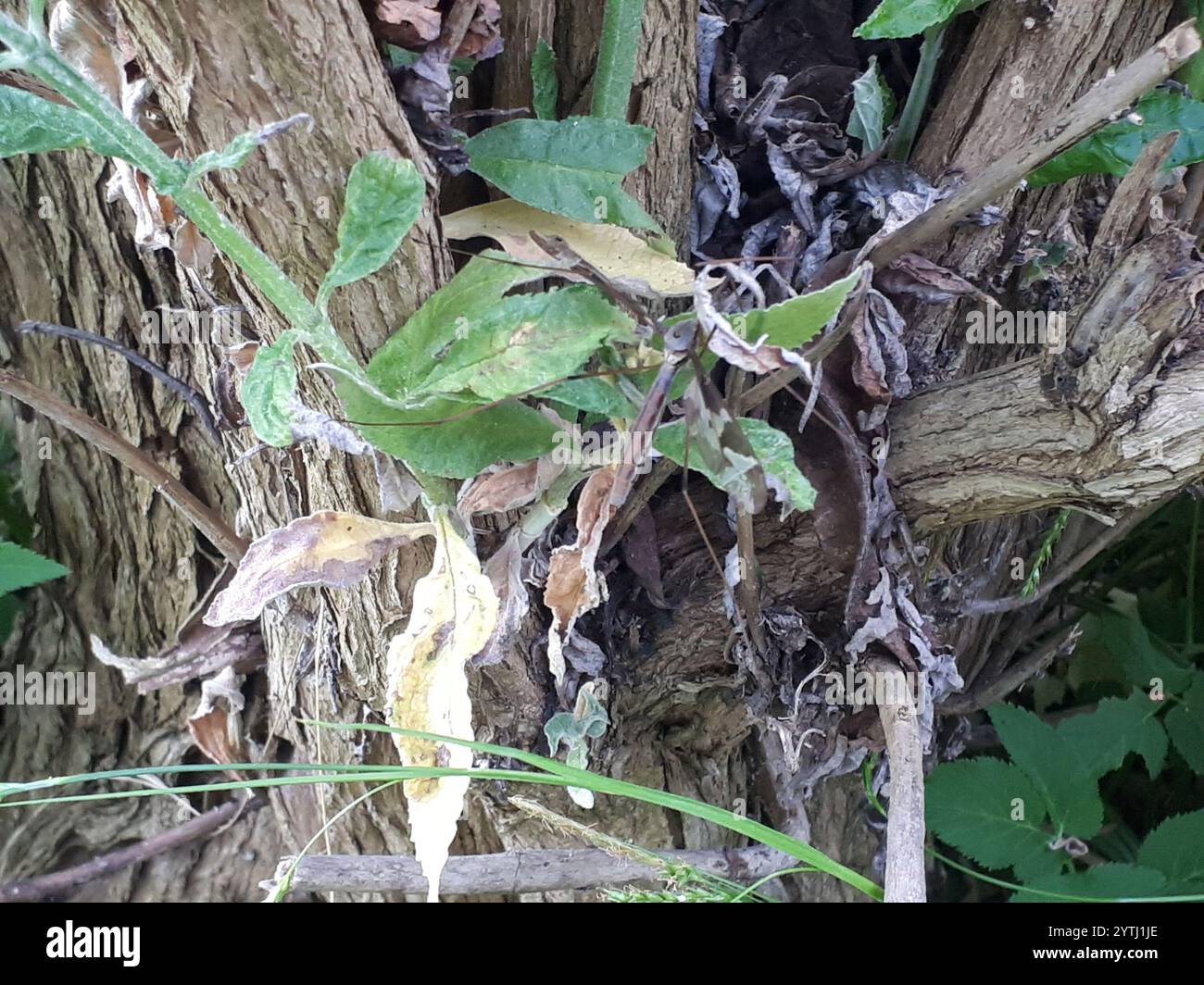 Giant cranefly (Tipula maxima Stock Photo - Alamy