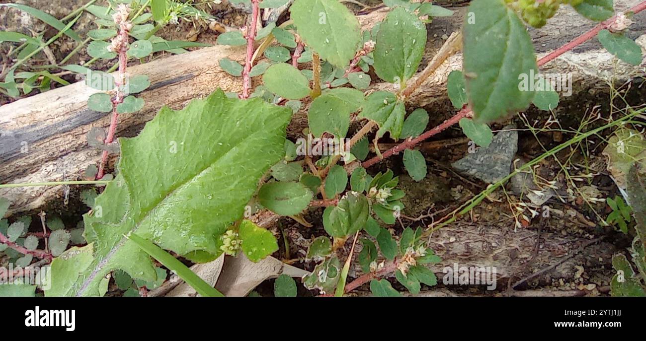 Asthma plant (Euphorbia hirta Stock Photo - Alamy
