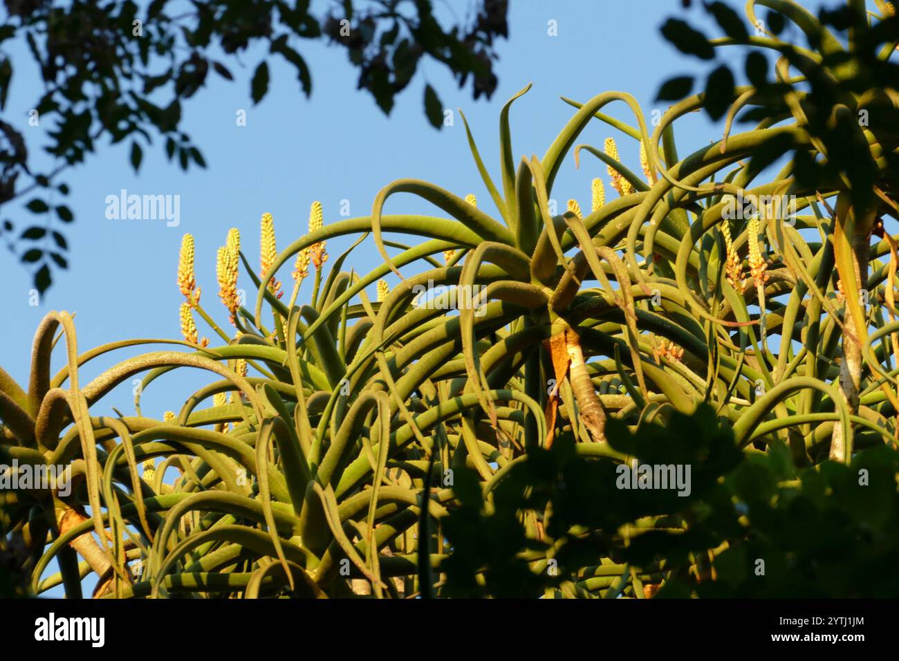 Aloidendron barberae hi-res stock photography and images - Alamy