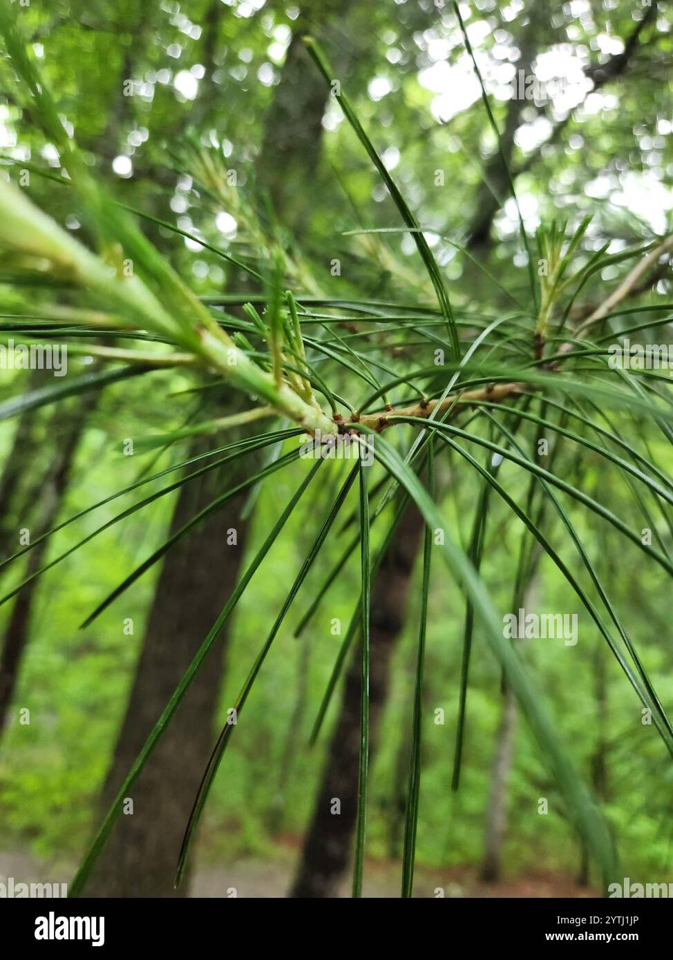 shortleaf pine (Pinus echinata Stock Photo - Alamy
