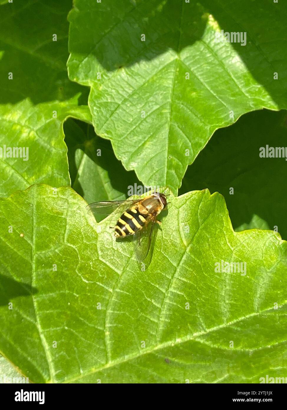 Common Flower Flies (Syrphus Stock Photo - Alamy