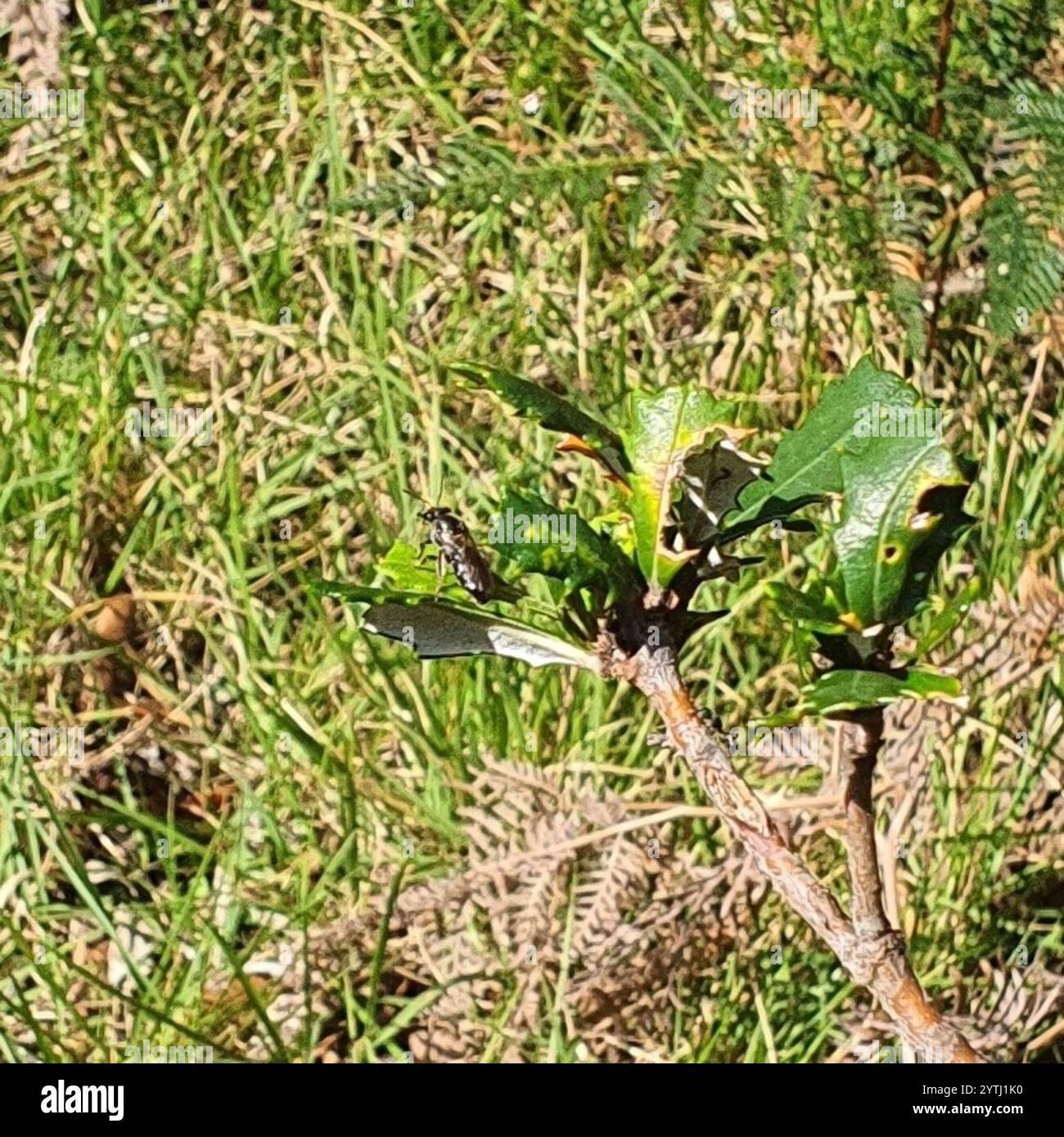 Ants, Bees, Wasps, and Sawflies (Hymenoptera Stock Photo - Alamy
