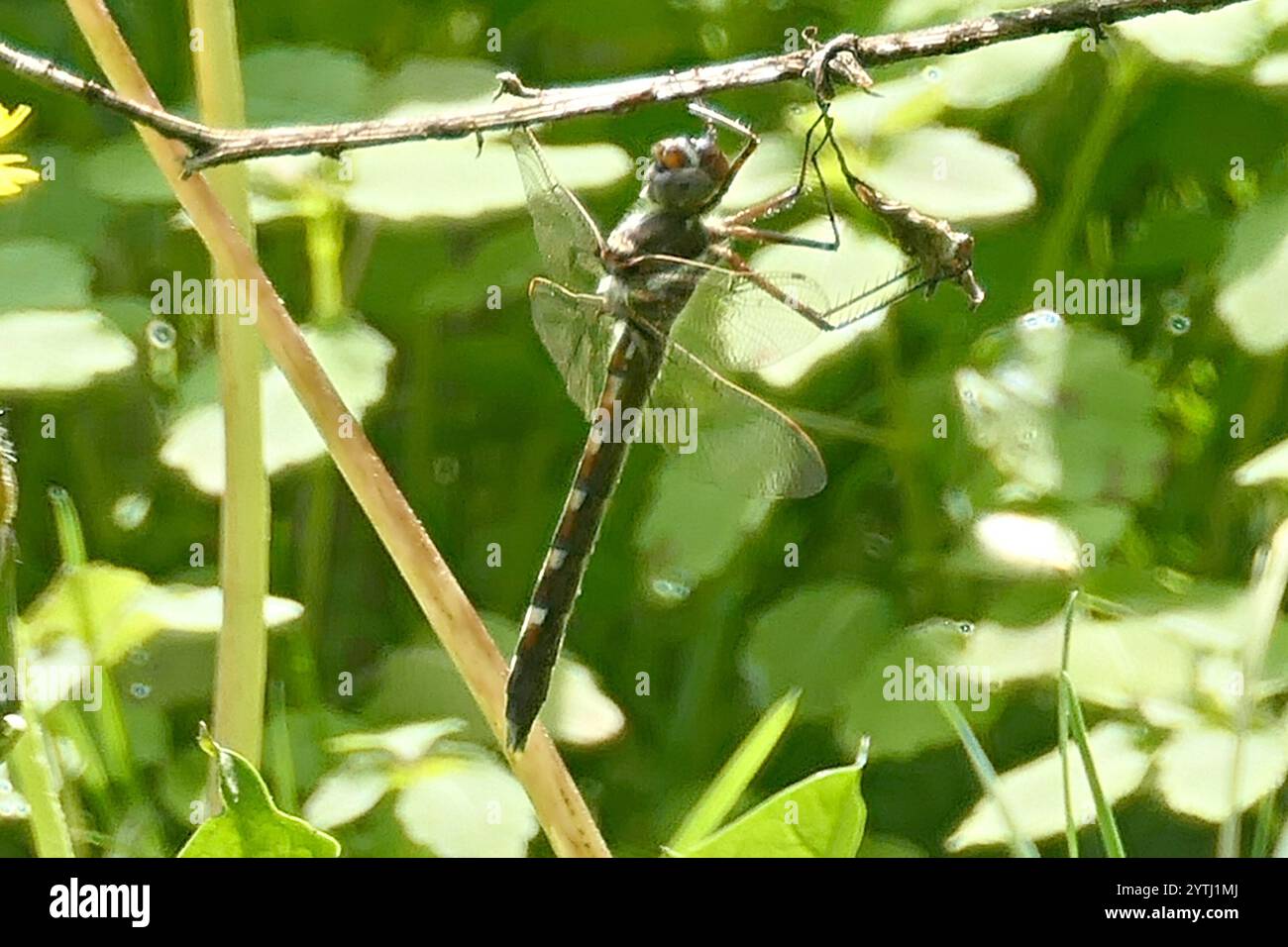 Stream Cruiser (Didymops transversa Stock Photo - Alamy