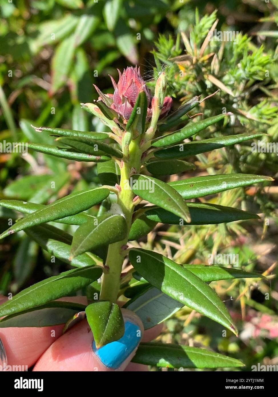 Western Labrador Tea (Rhododendron columbianum Stock Photo - Alamy