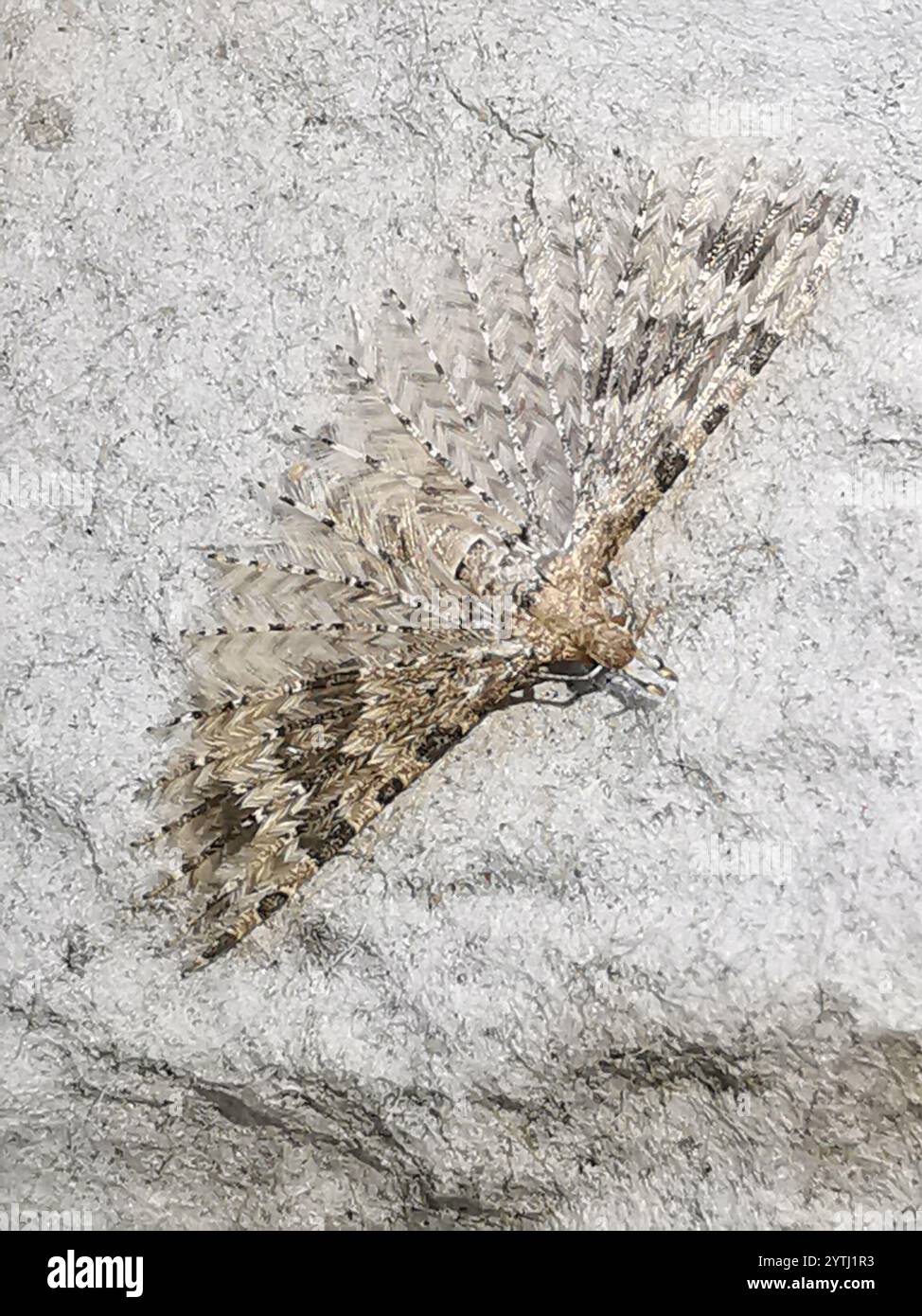 Twenty-plume Moth (Alucita hexadactyla Stock Photo - Alamy