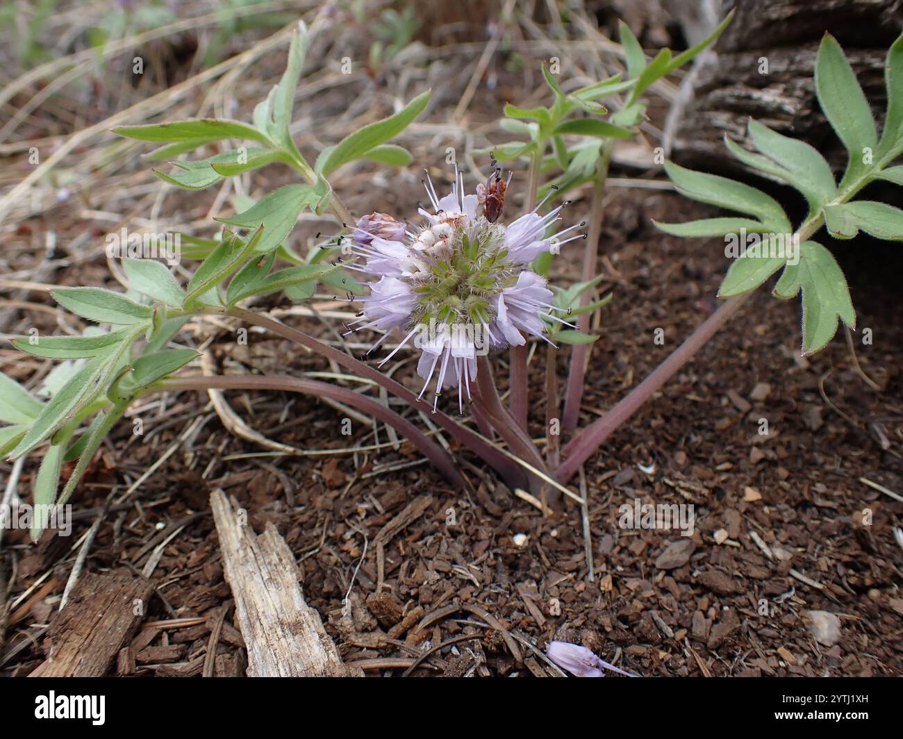 ballhead waterleaf (Hydrophyllum capitatum Stock Photo - Alamy
