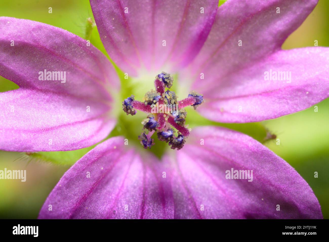 Dove's-foot crane's-bill (Geranium molle Stock Photo - Alamy
