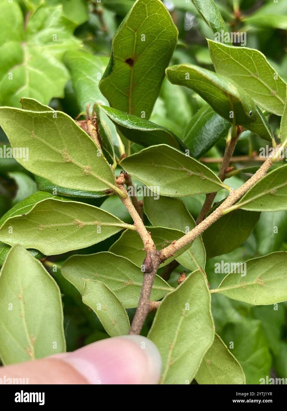 Myrtle Oak (Quercus myrtifolia Stock Photo - Alamy