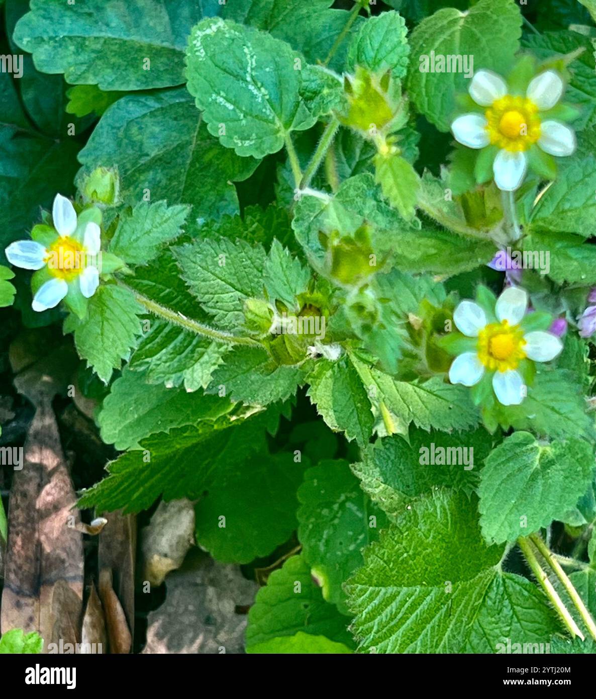 sticky cinquefoil (Drymocallis glandulosa Stock Photo - Alamy
