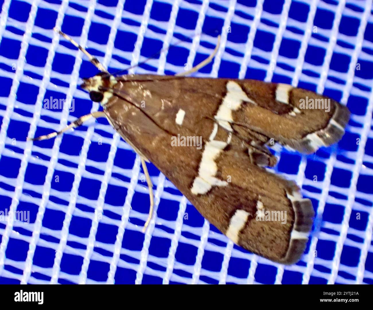 Hawaiian Beet Webworm Moth (Spoladea recurvalis Stock Photo - Alamy