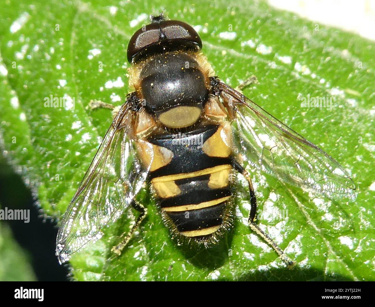 Transverse-banded Flower Fly (Eristalis transversa Stock Photo - Alamy