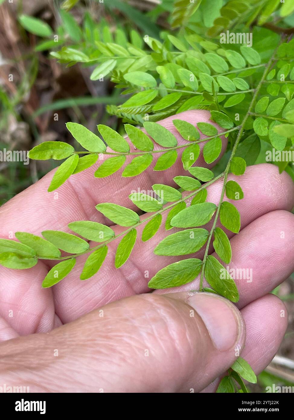 honey locusts (Gleditsia Stock Photo - Alamy