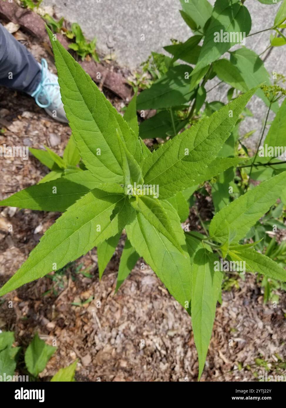stiff-hair sunflower (Helianthus hirsutus Stock Photo - Alamy