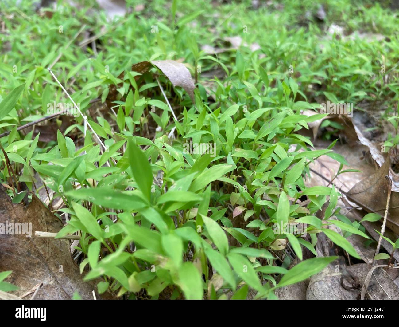 Japanese stiltgrass (Microstegium vimineum Stock Photo - Alamy