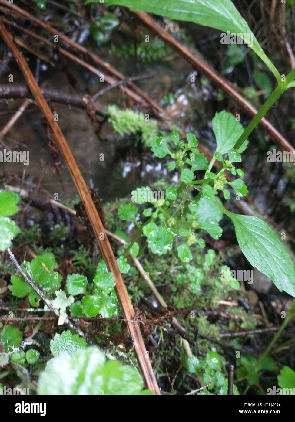 Pacific golden-saxifrage (Chrysosplenium glechomifolium Stock Photo - Alamy