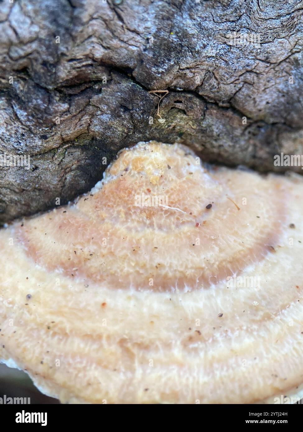 shelf fungi (Polyporales Stock Photo - Alamy