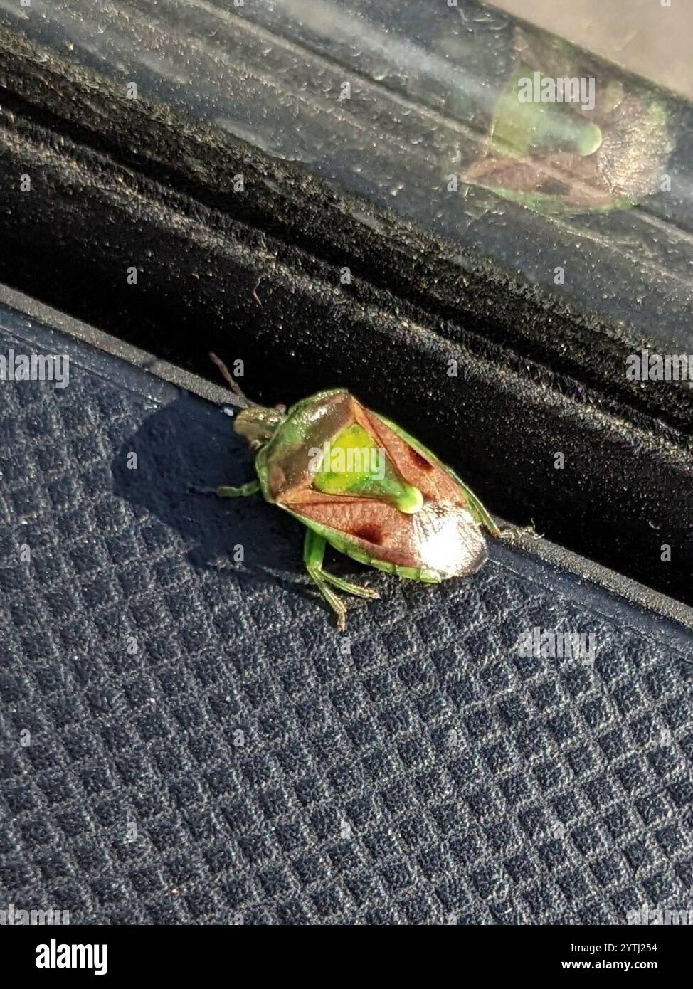 Green Burgundy Stink Bug (Banasa dimidiata Stock Photo - Alamy