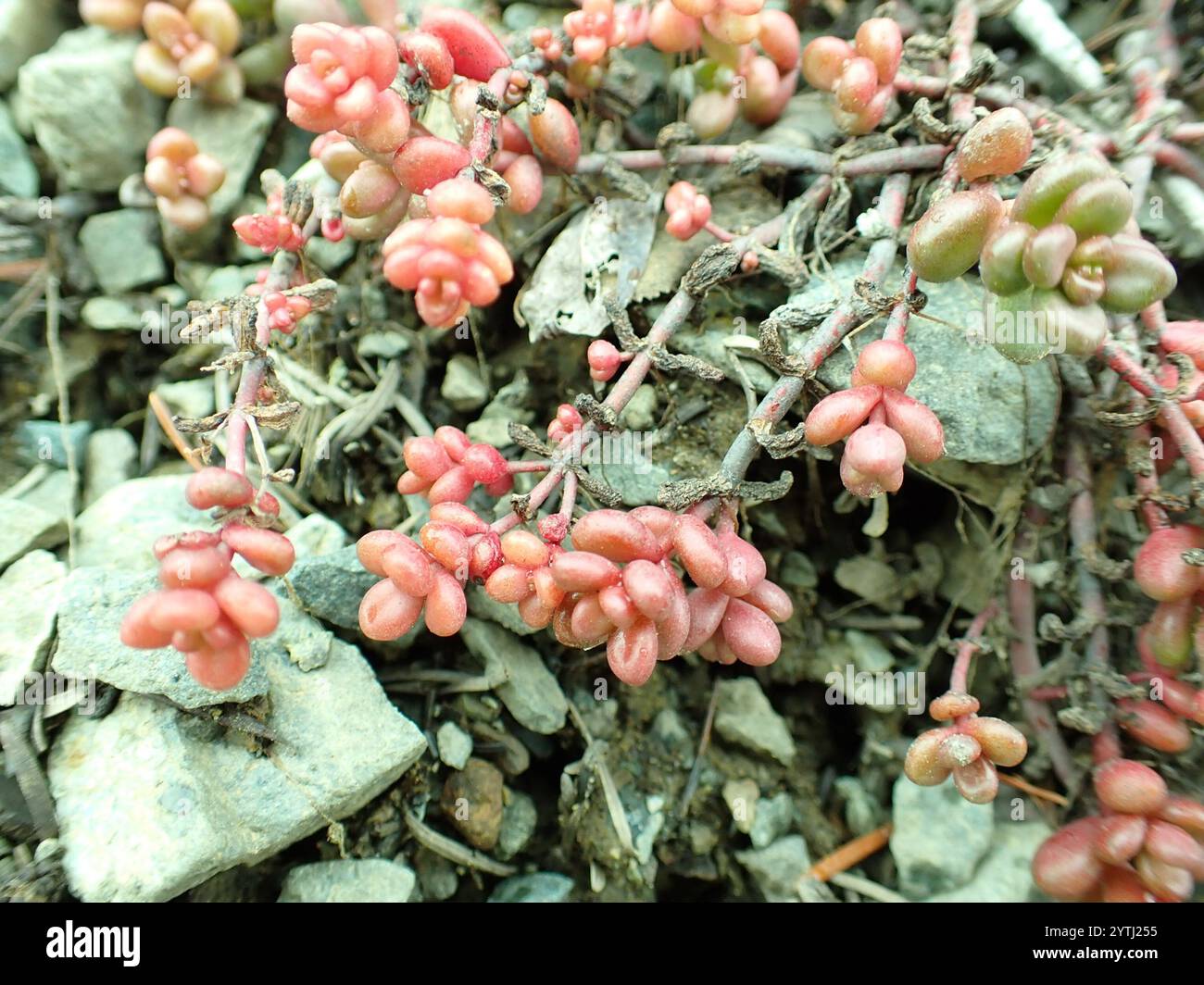 Pacific stonecrop (Sedum divergens Stock Photo - Alamy