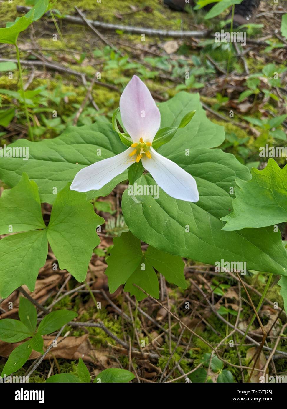 Pacific trillium (Trillium ovatum Stock Photo - Alamy