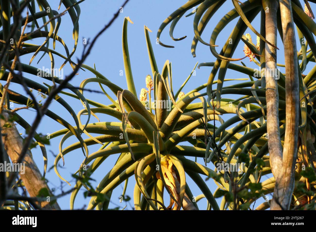 Eastern Tree Aloe (Aloidendron barberae Stock Photo - Alamy