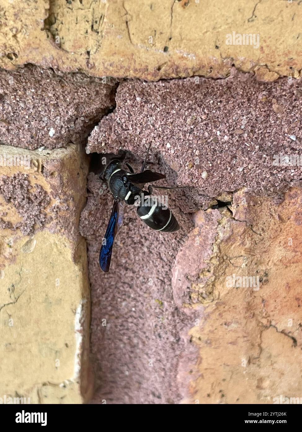 Grand Mason Wasp (Euodynerus megaera Stock Photo - Alamy